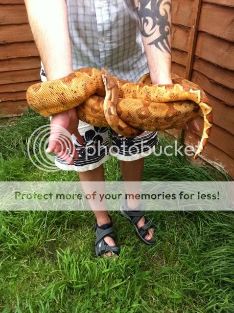 Sunset cross boa - 2007 Female | Reptile Forums