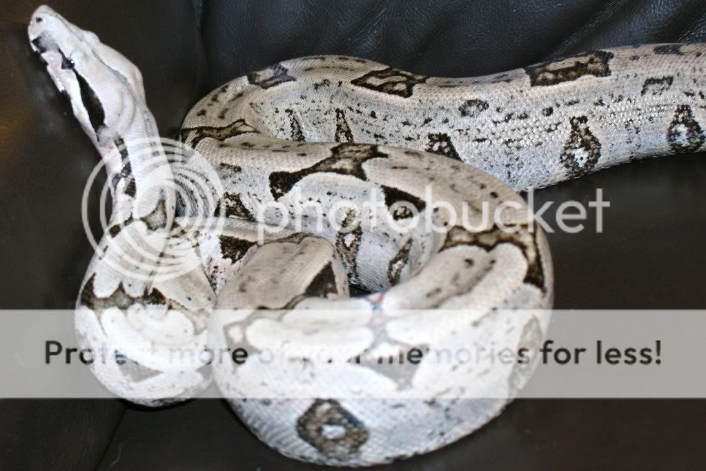 Silverback amarali | Reptile Forums