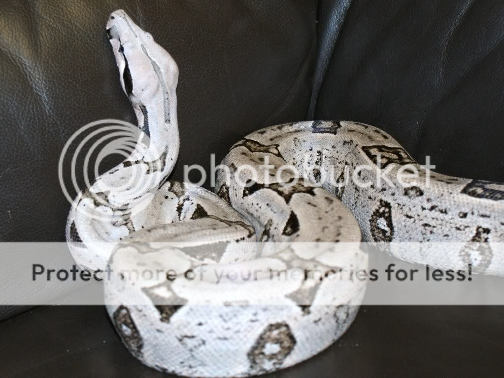 Silverback amarali | Reptile Forums