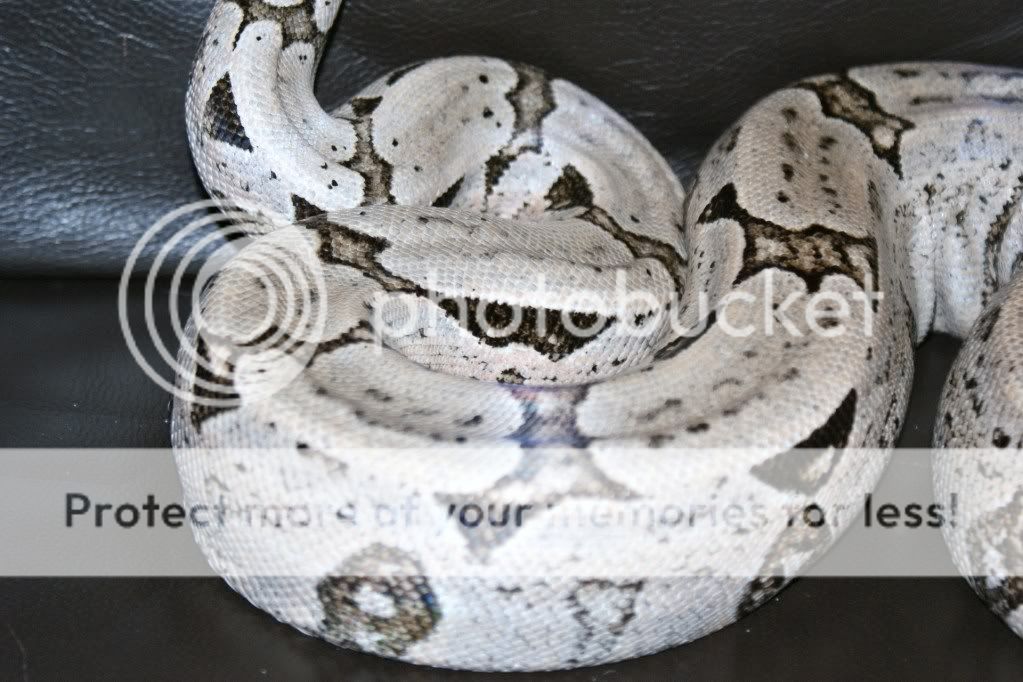 Silverback amarali | Reptile Forums