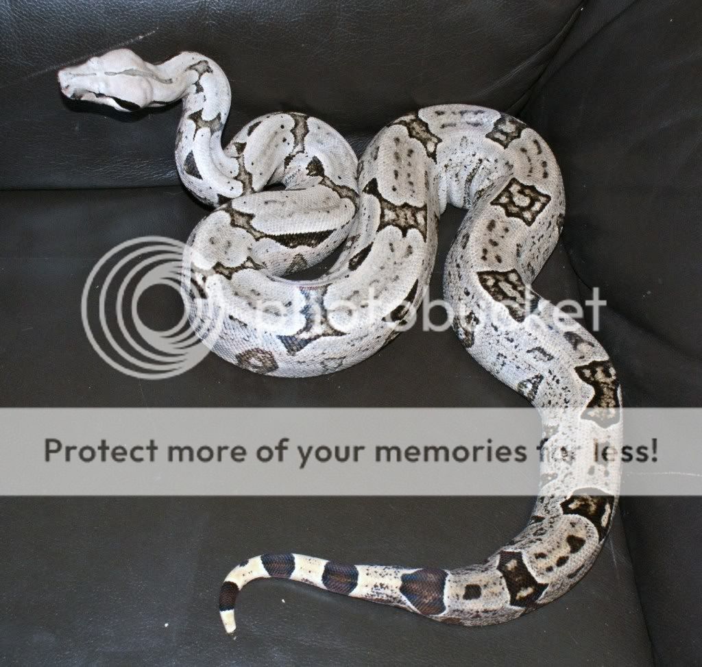 Silverback amarali | Reptile Forums