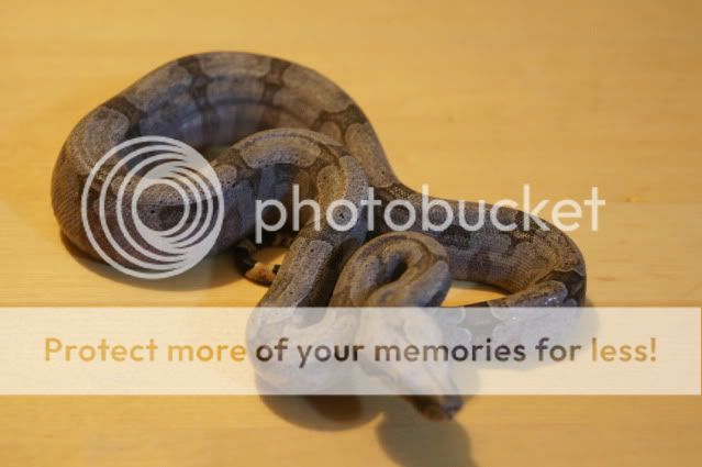 Bolivian BCA - Amarali - Silverback - Short tailed Boa | Reptile Forums