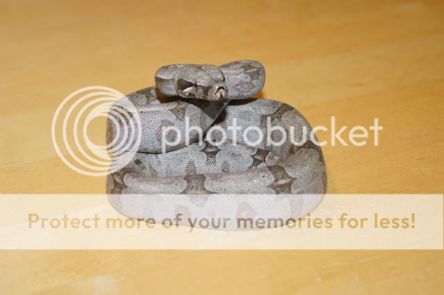 Bolivian BCA - Amarali - Silverback - Short tailed Boa | Reptile Forums