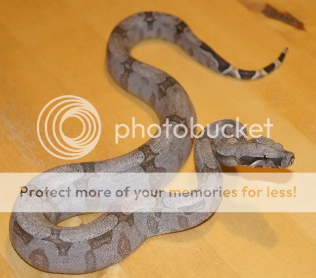 Bolivian BCA - Amarali - Silverback - Short tailed Boa | Reptile Forums