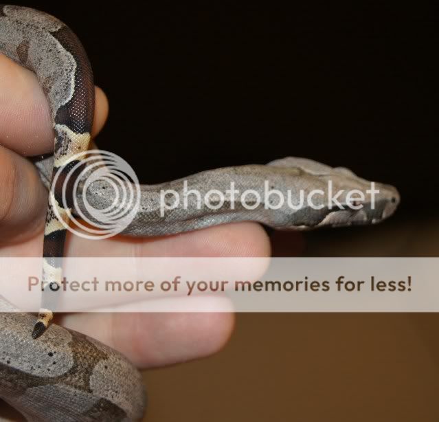 Bolivian BCA - Amarali - Silverback - Short tailed Boa | Reptile Forums