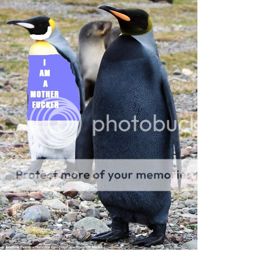 All-black penguin discovered - AR15.COM