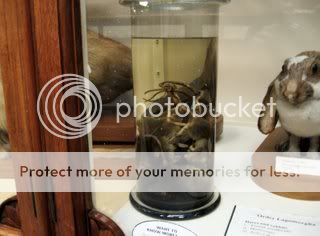 Rat King – Weird Encyclopedia | lolabortions