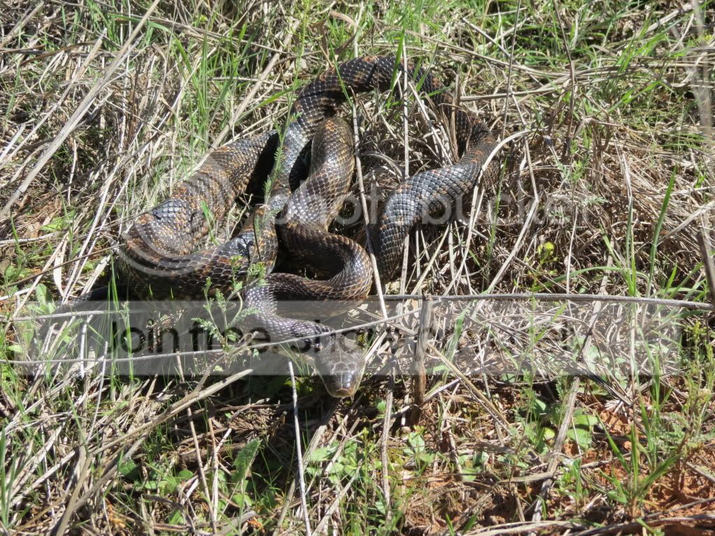 Central Oklahoma Herping! - Field Herp Forum