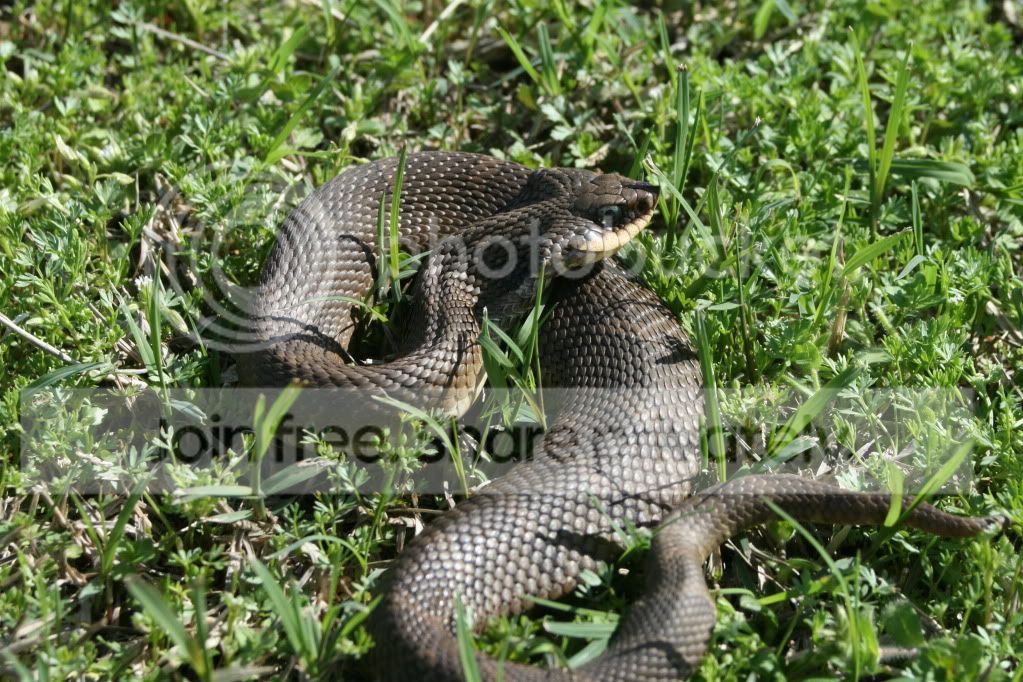 Central Oklahoma Herping! - Field Herp Forum
