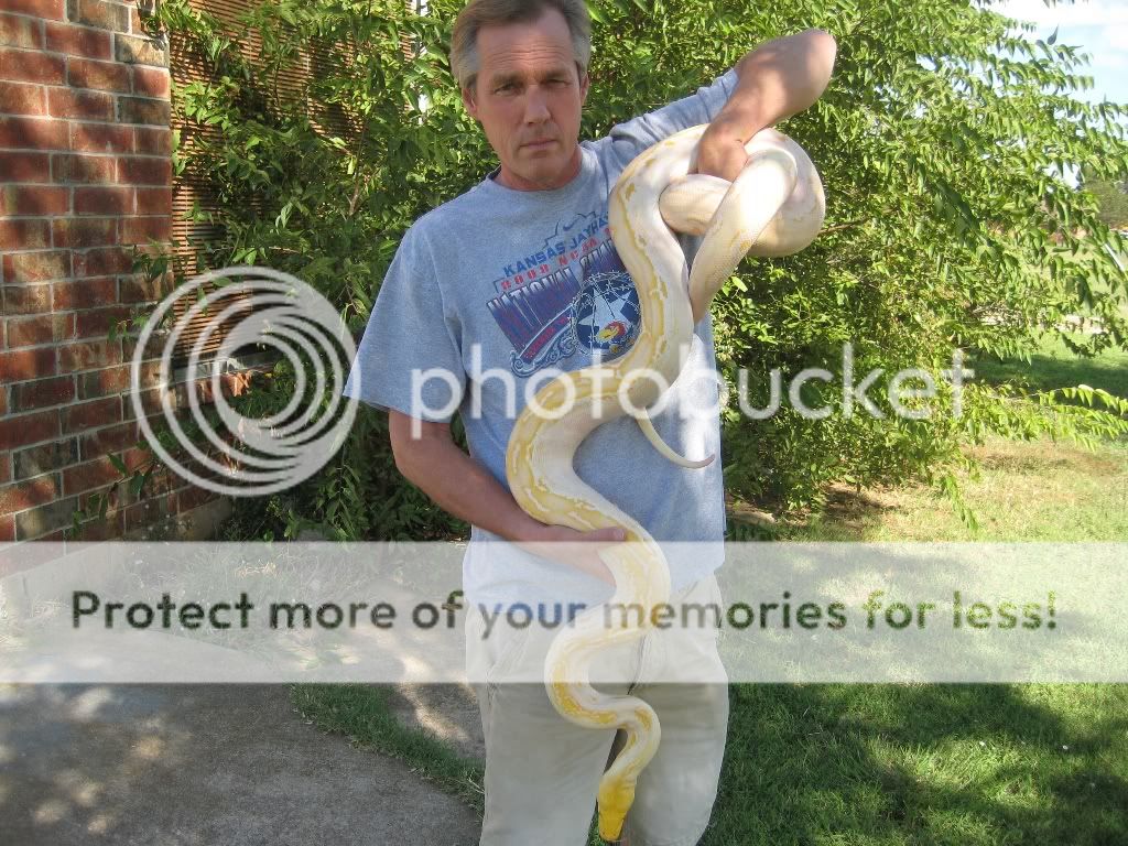 Female Albino Tiger 100% Het Genetic Stripe Retic - FINAL PRICE ...