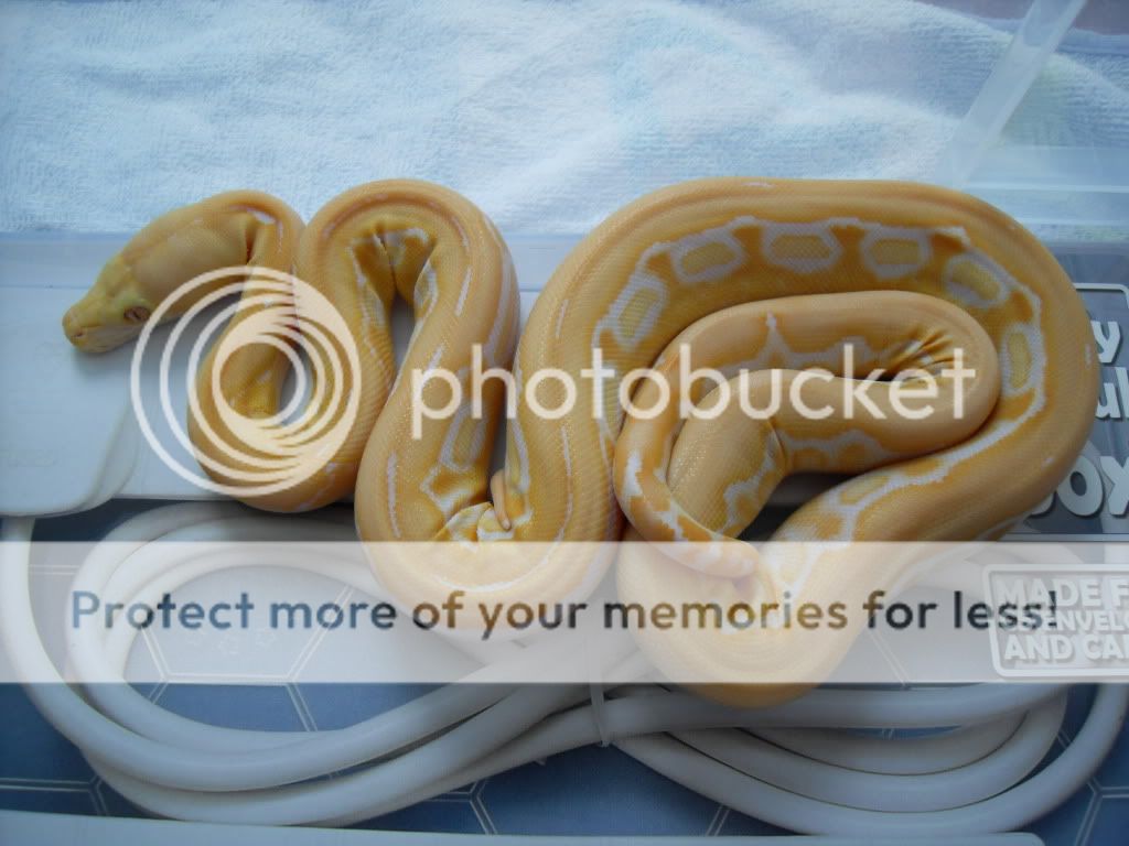 Female Albino Tiger 100% Het Genetic Stripe Retic - FINAL PRICE ...