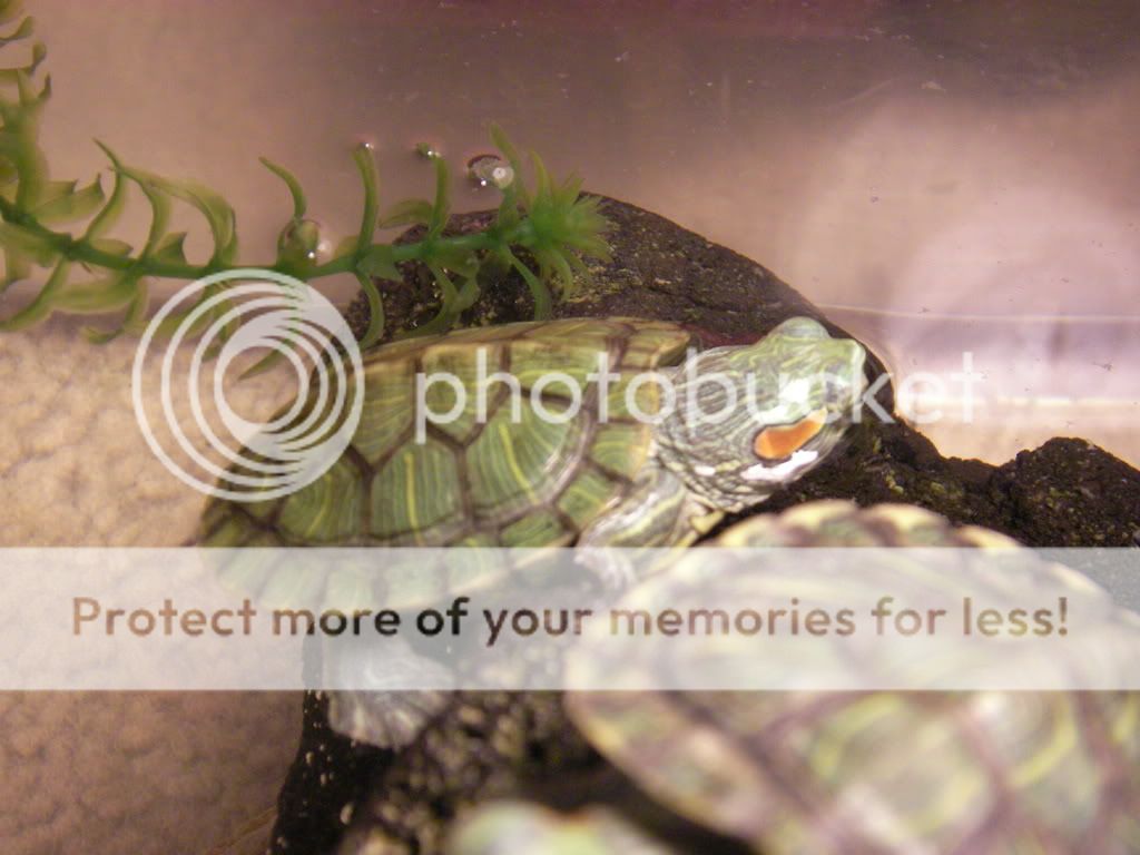 Redearslider.com :: View topic - My Friend's unhealthy Turtles