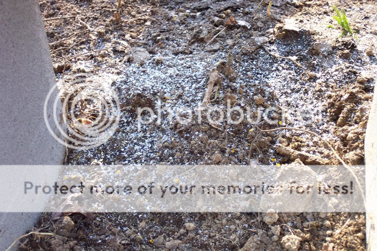 Bees chewing up small cell foundation? | Beesource Beekeeping Forums