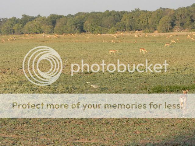 South Luangwa NP- Kafunta - Zambia - Safaritalk